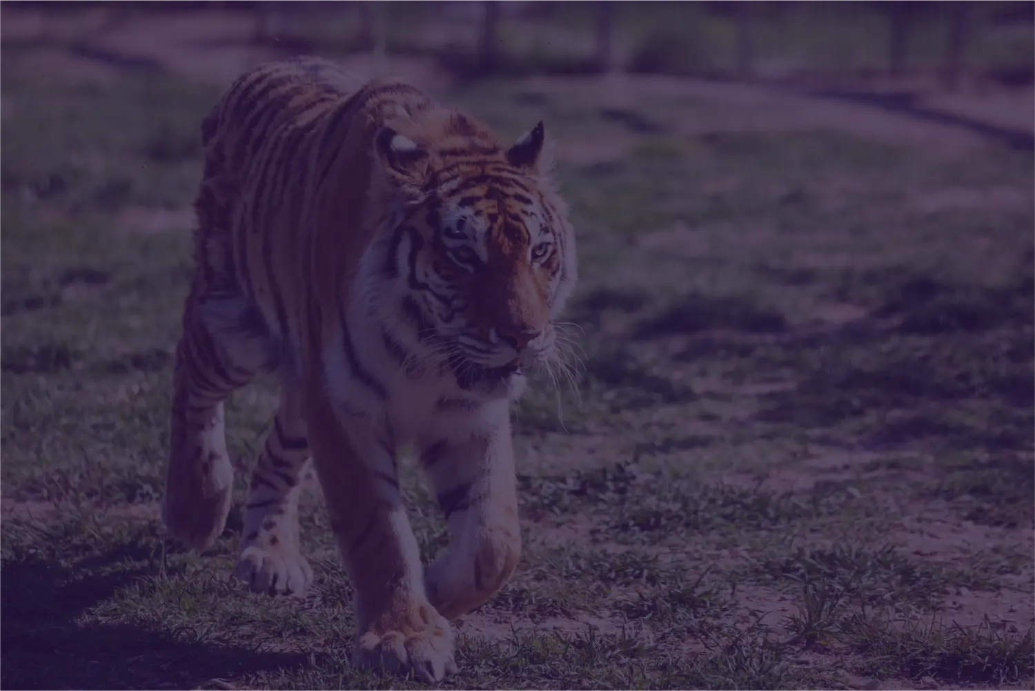 What is a Tiger Team and What Are The Benefits of Using One?